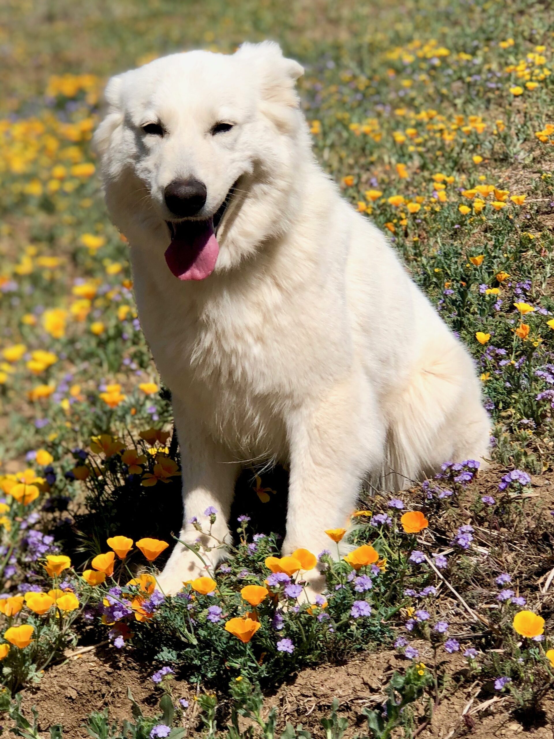 Shiver - Berger Blanc Suisse Puppies for Sale